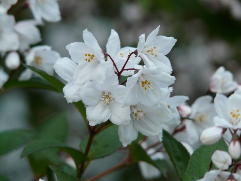 Deutzie Tipps, Pflege & was du zu dieser Blume wissen musst