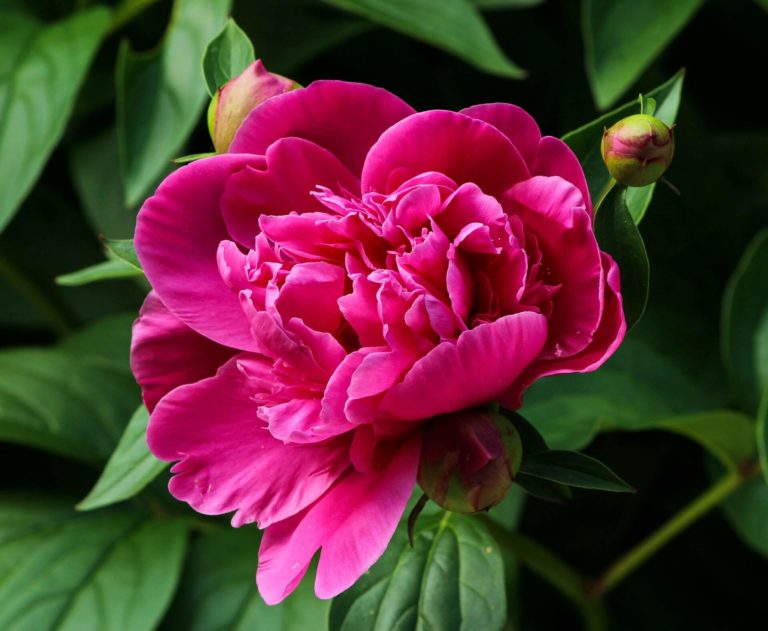 Pfingstrosen Tipps, Pflege & was du zu dieser Blume wissen musst